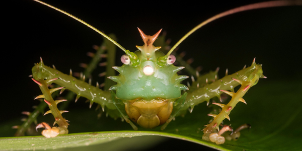 insect-hearing-600×300 | Annual Reviews News